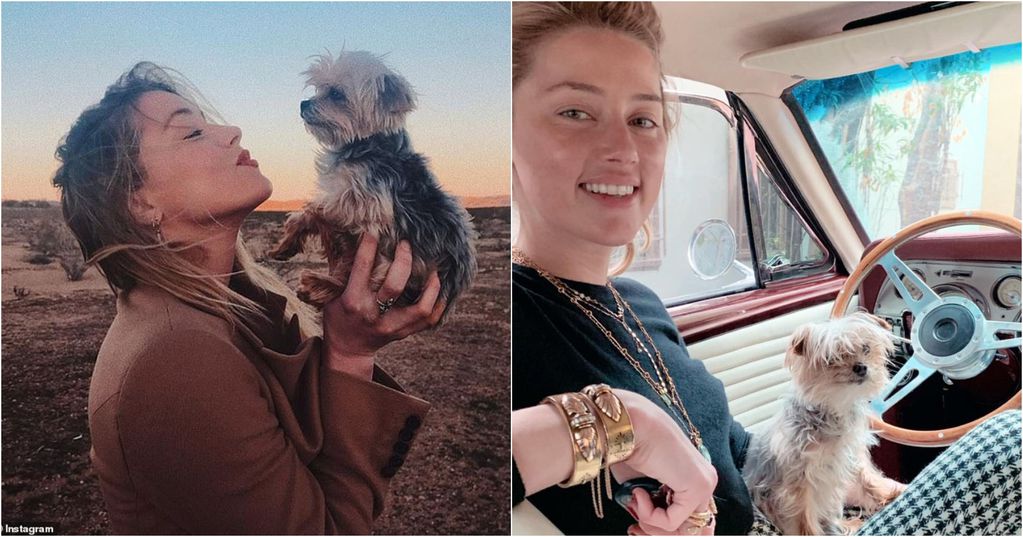 Amber Heard enfrenta una causa por tráfico de perros por la que podría ...