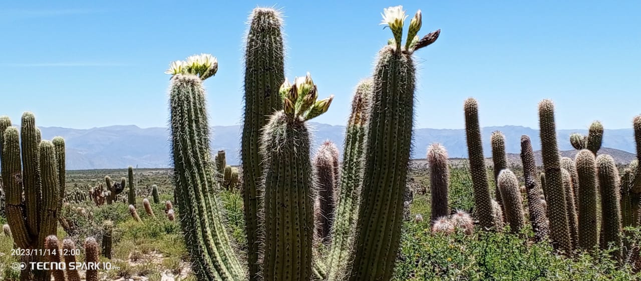 Parque El Cardón de Tarija busca apoyo para fortalecer su preservación